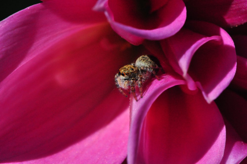 Fighting Bugs in Python